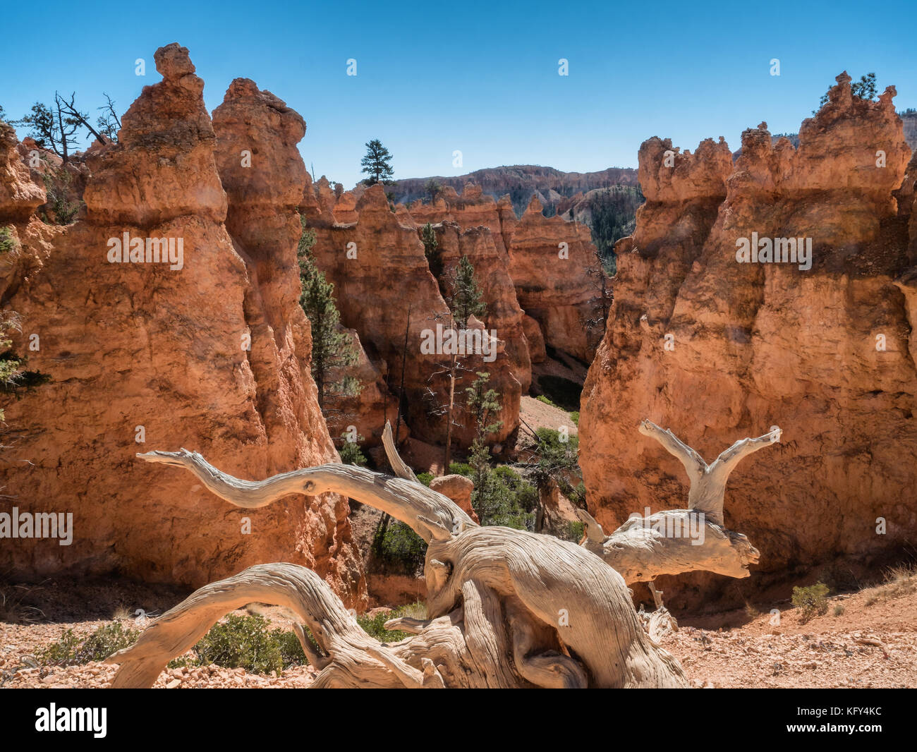 Bryce Canyon hoodoos, Utah USA Stock Photo - Alamy