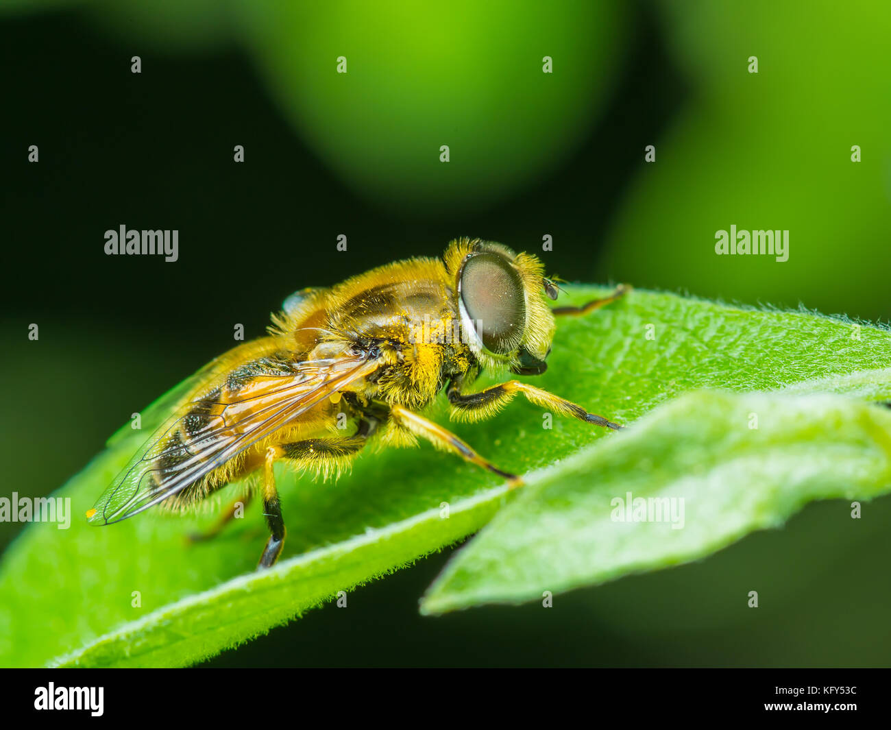 Hoverfly Insect Macro Stock Photo - Alamy