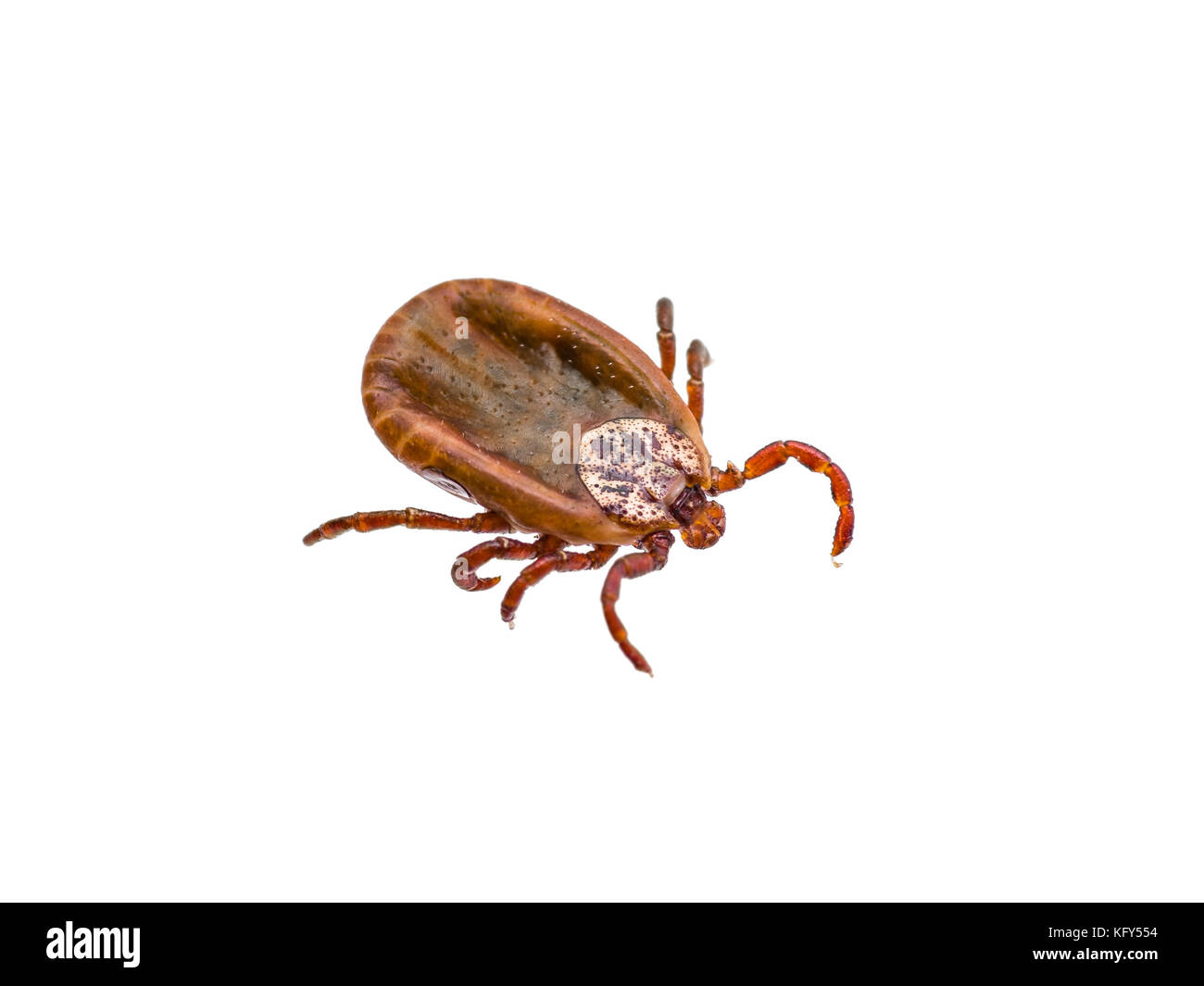 Tick borne encephalitis virus hi-res stock photography and images - Alamy