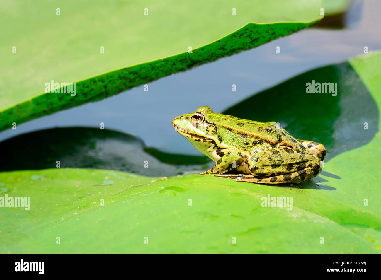 A frog sits on a leaf of a water lily on a lake in the middle of a ...