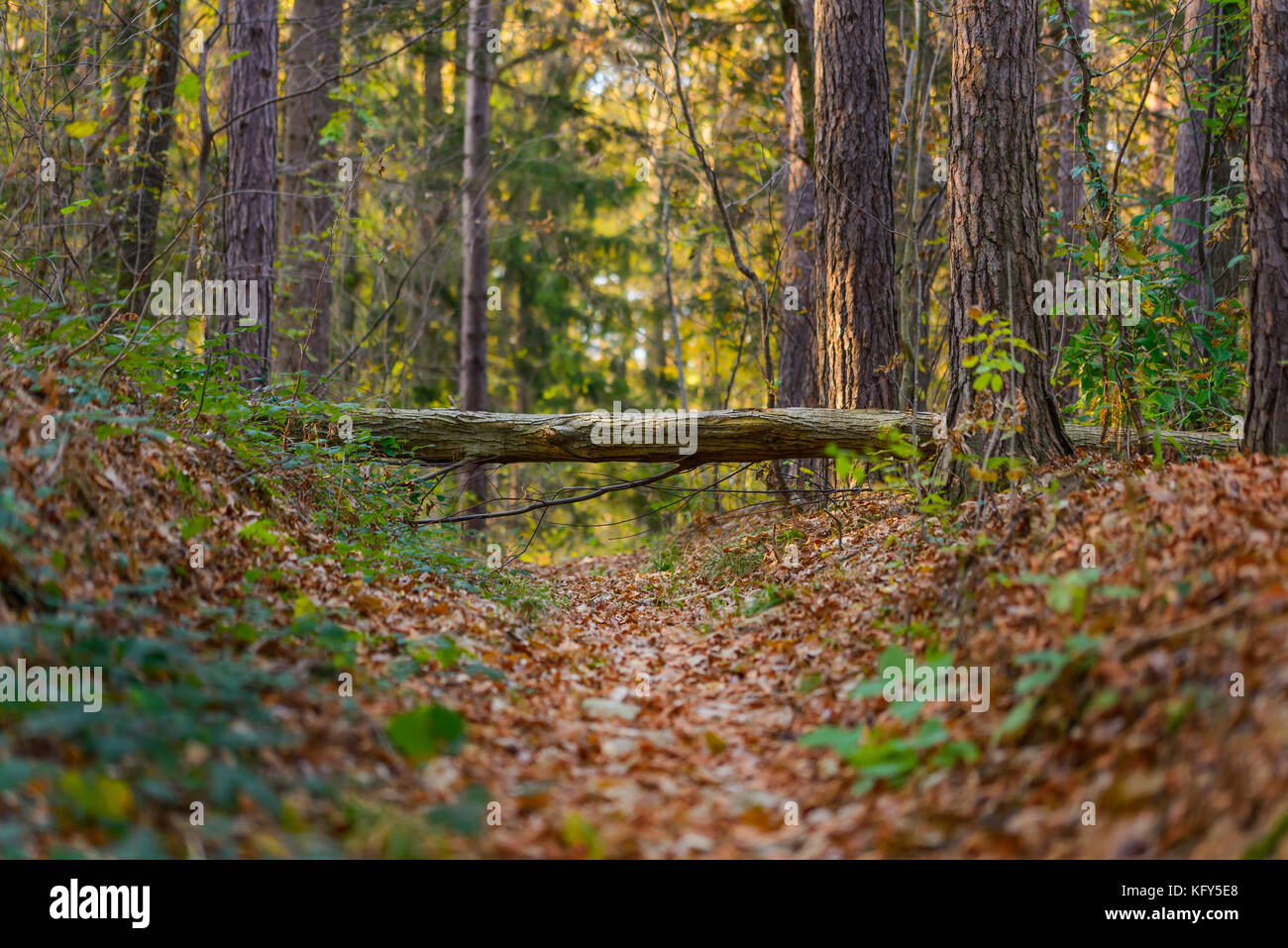 Fallentrees hi-res stock photography and images - Alamy