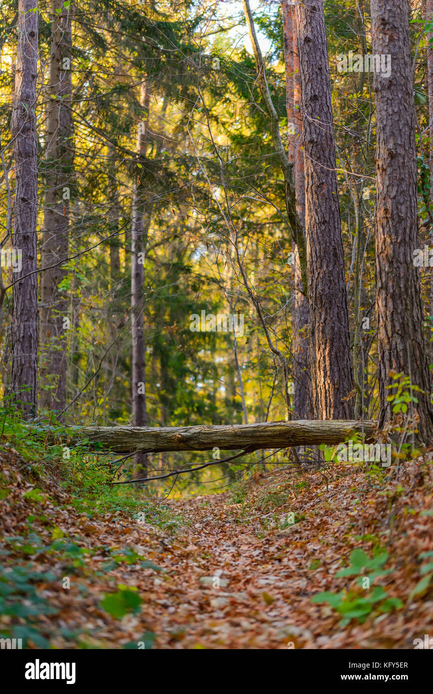 fairy forest with fallen tree over path Stock Photo - Alamy
