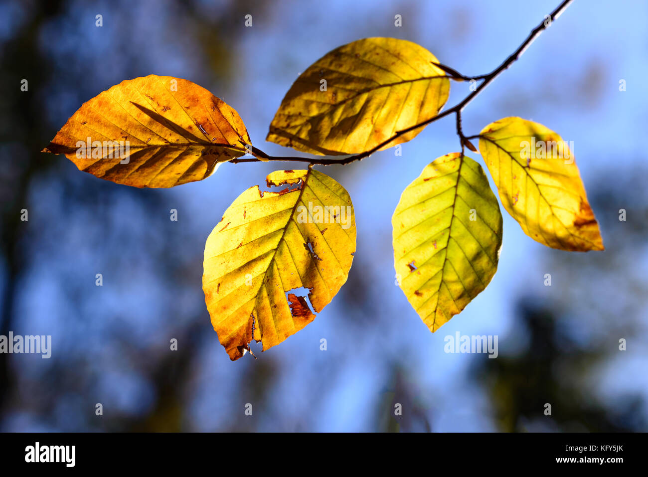 Beech Leaves changing color in the Autumn Sunshine Stock Photo - Alamy