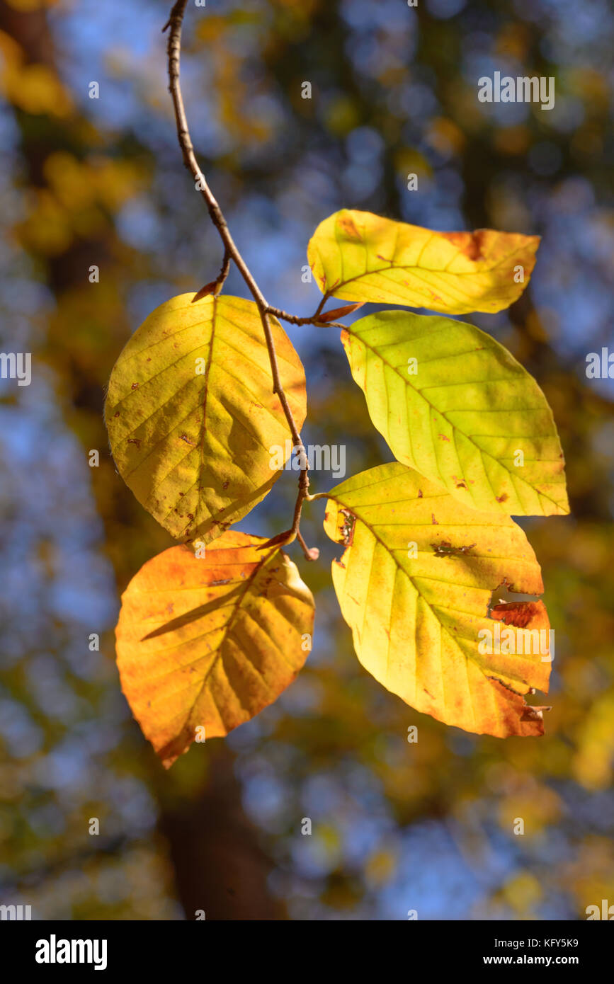 Beech Leaves changing color in the Autumn Sunshine Stock Photo - Alamy