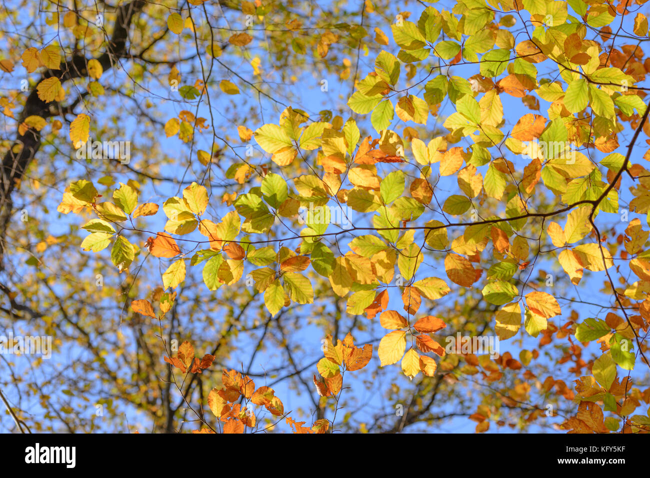 Beech Leaves changing color in the Autumn Sunshine Stock Photo - Alamy