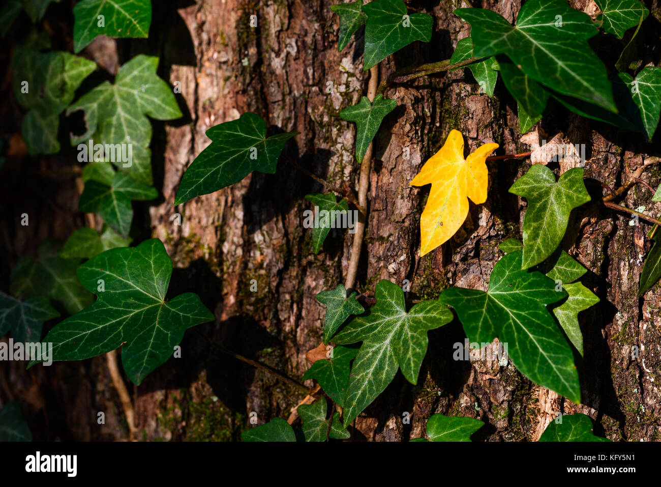Ivy climbing tree hi-res stock photography and images - Alamy