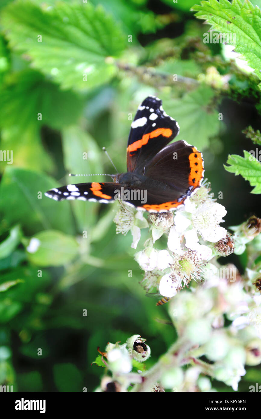Red Admiral butterfly Vanessa atalanta Stock Photo - Alamy
