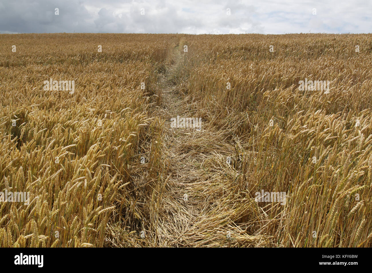 Footpath through wheat field, Cornwall, England Stock Photo - Alamy