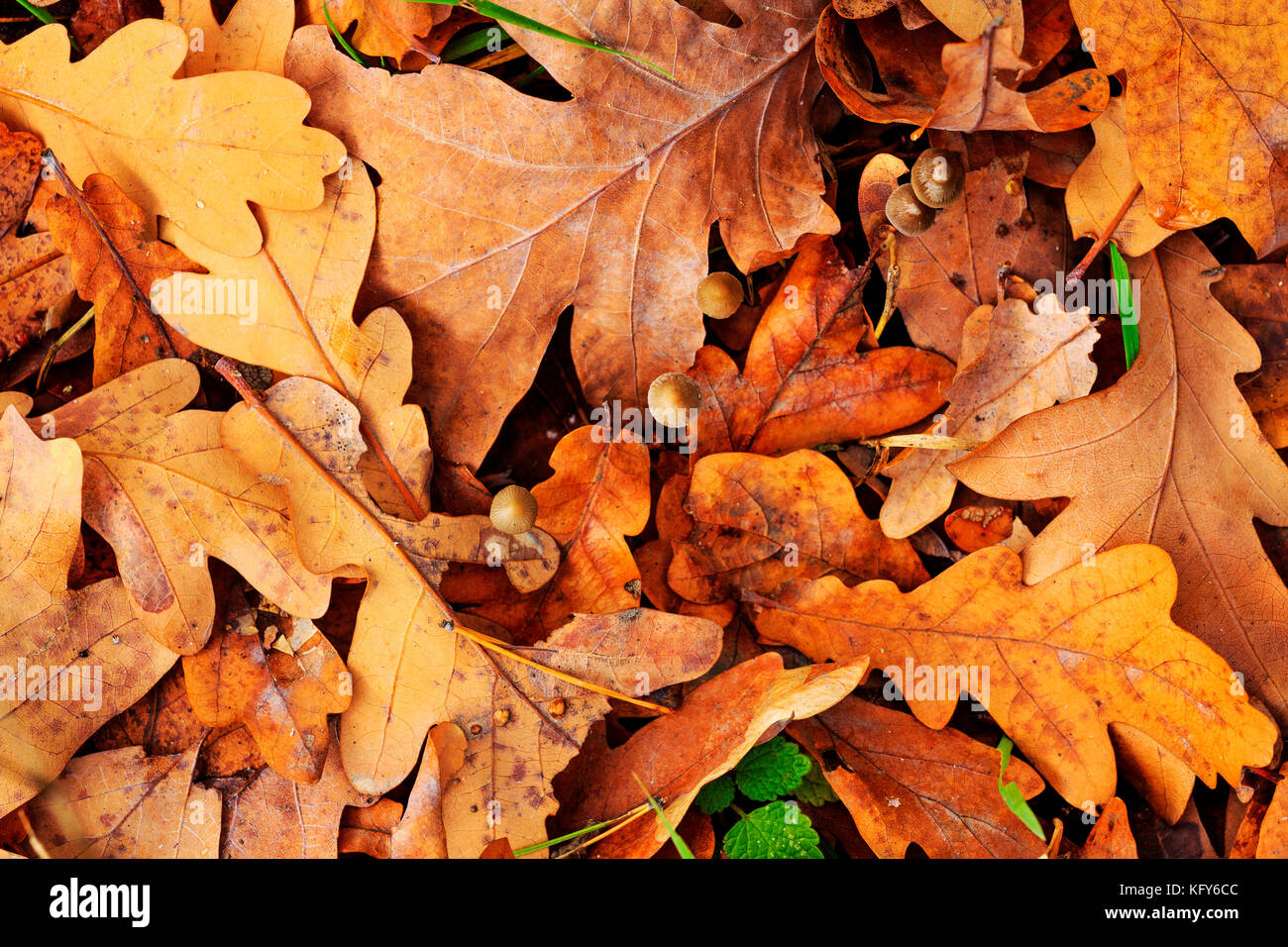 autumn leaves texture and mushrooms Stock Photo - Alamy