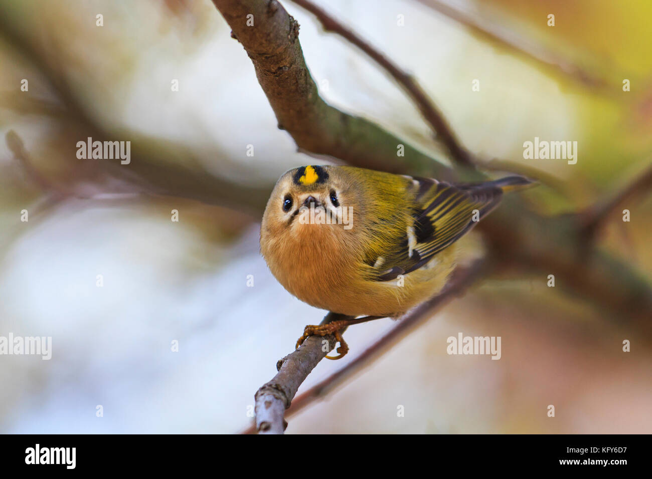 forest bird with a nice muzzle Stock Photo - Alamy