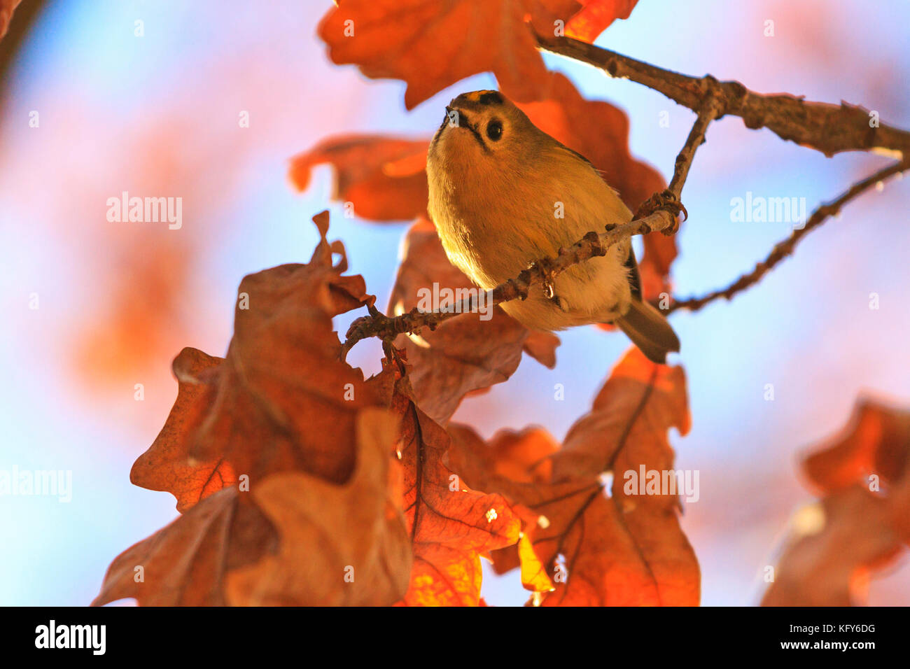 Orange maple leaves small bird hi-res stock photography and images - Alamy