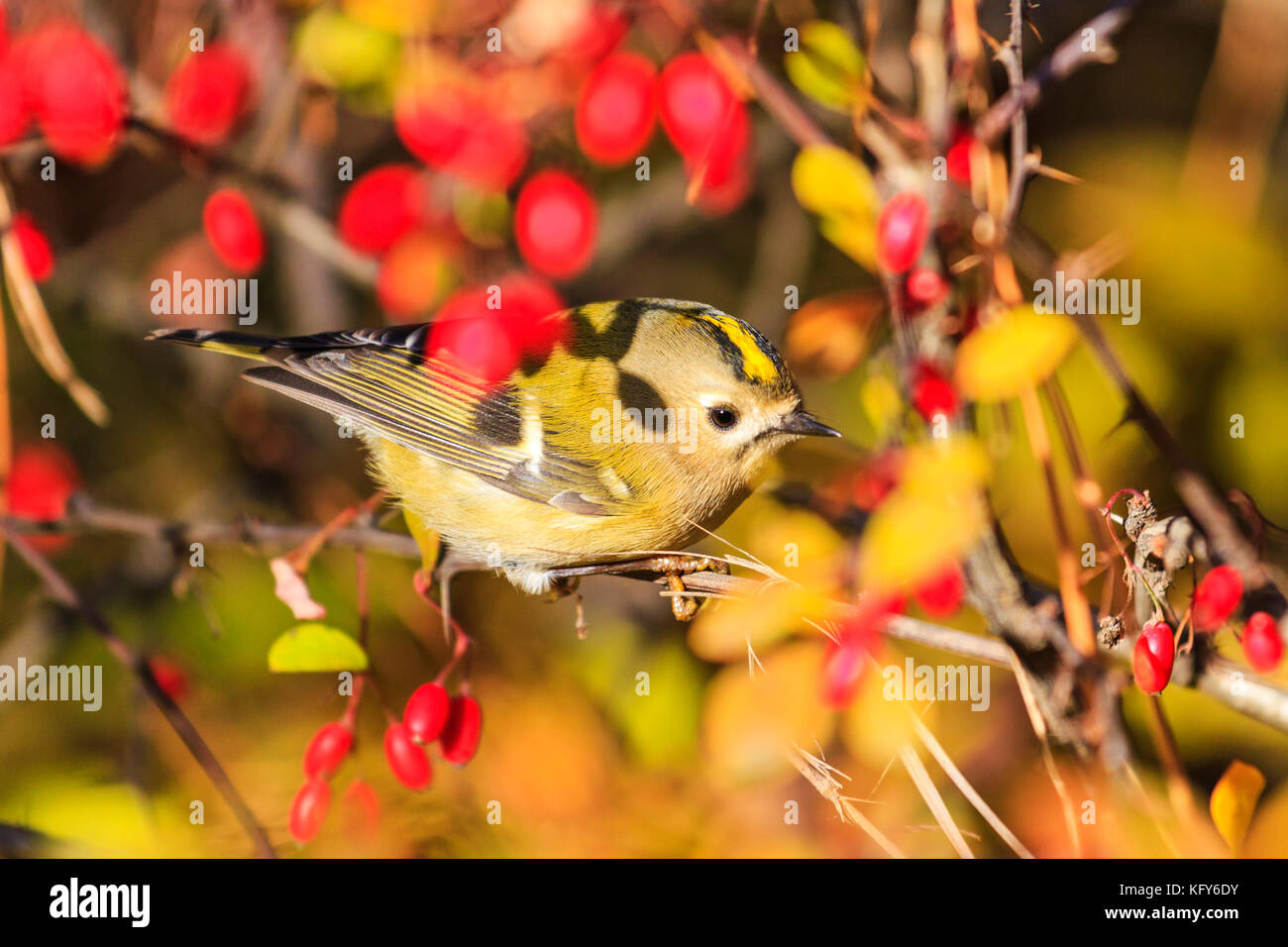 Beautiful little bird among autumn hi-res stock photography and images ...