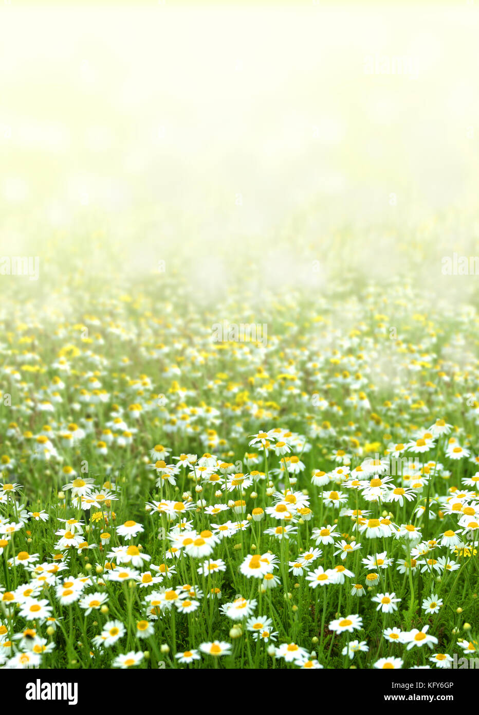 Chamomile field flowers. Beautiful nature scene with blooming medical ...