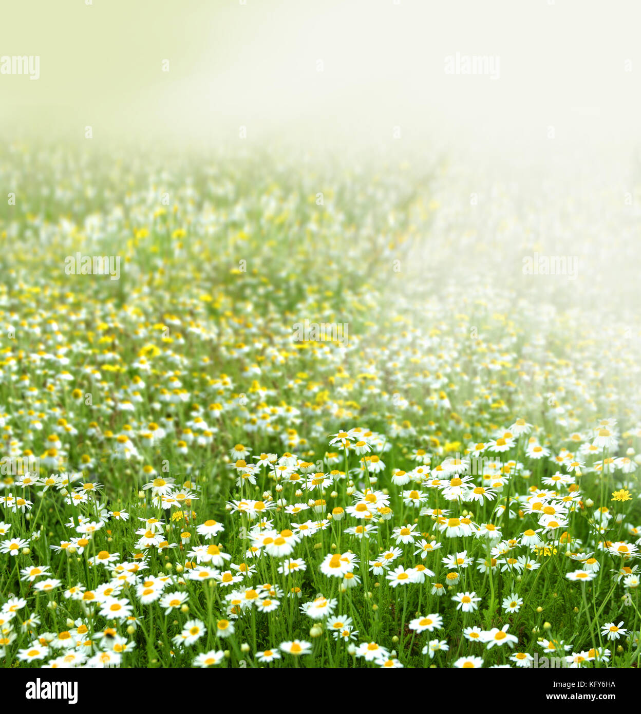 Chamomile field flowers. Beautiful nature scene with blooming medical ...