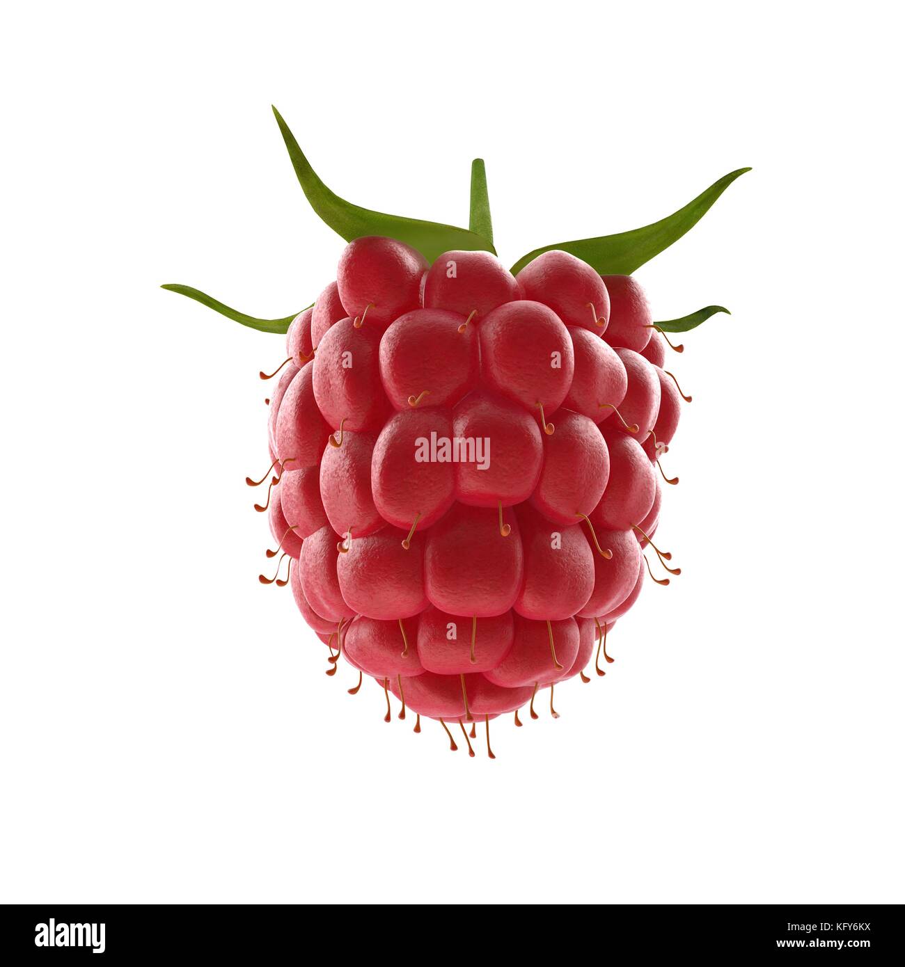 One raspberrie isolated on white 3D Illustration Stock Photo - Alamy
