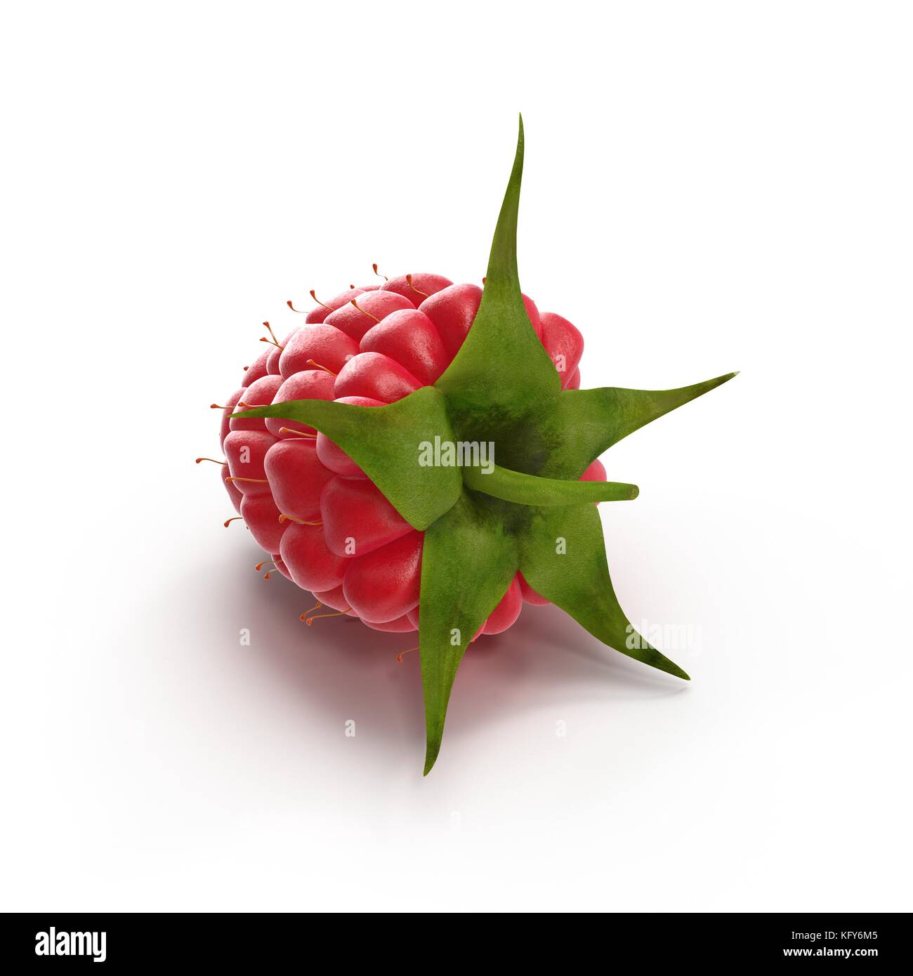 One raspberrie isolated on white 3D Illustration Stock Photo - Alamy