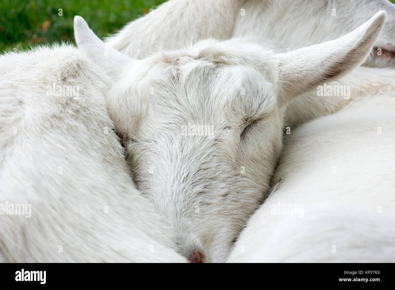 two white goats cuddle up in a field together Stock Photo - Alamy