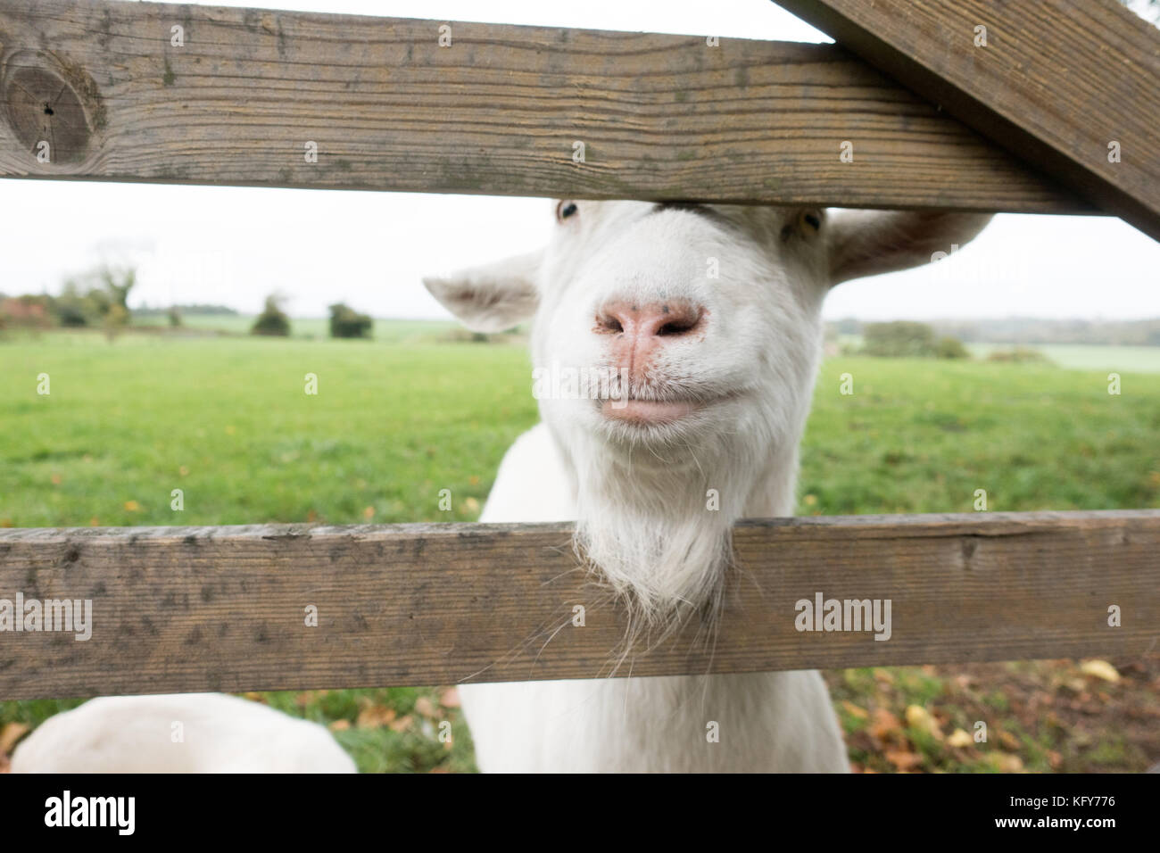 two white goats cuddle up in a field together Stock Photo - Alamy