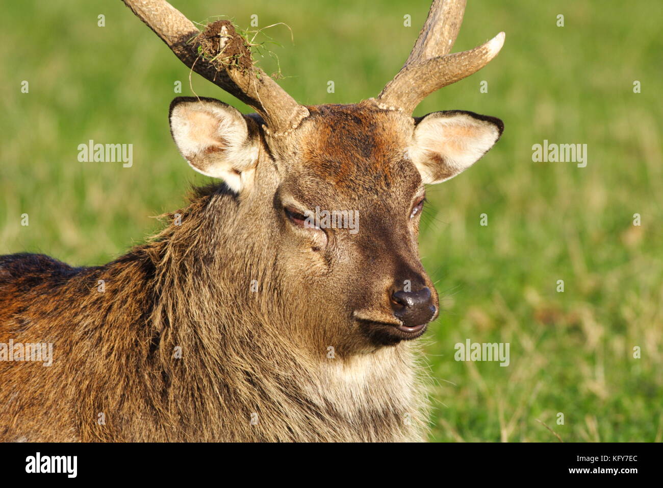 Sika Stag England High Resolution Stock Photography and Images - Alamy