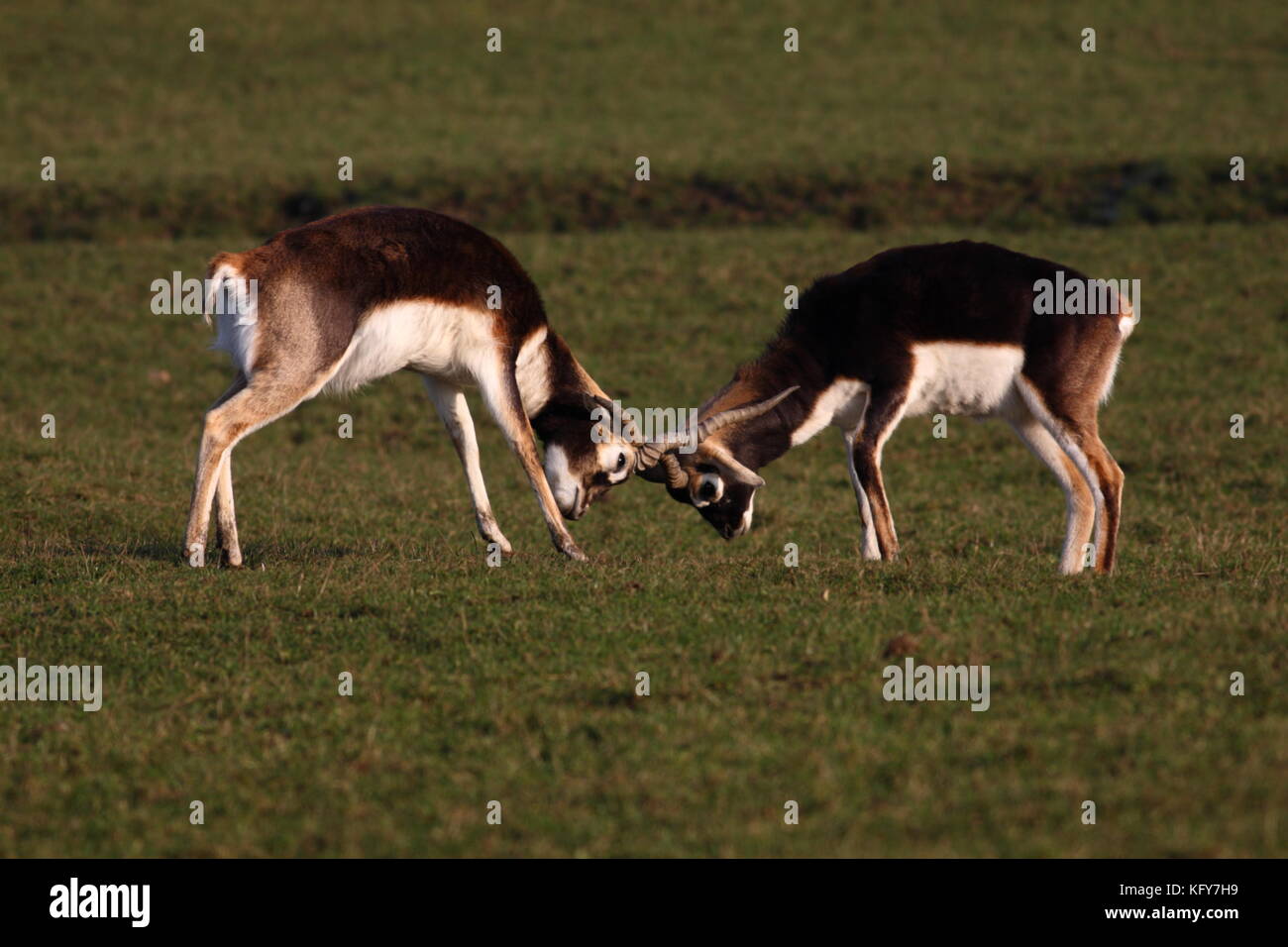 Fighting male Blackbuck Antelope Stock Photo - Alamy