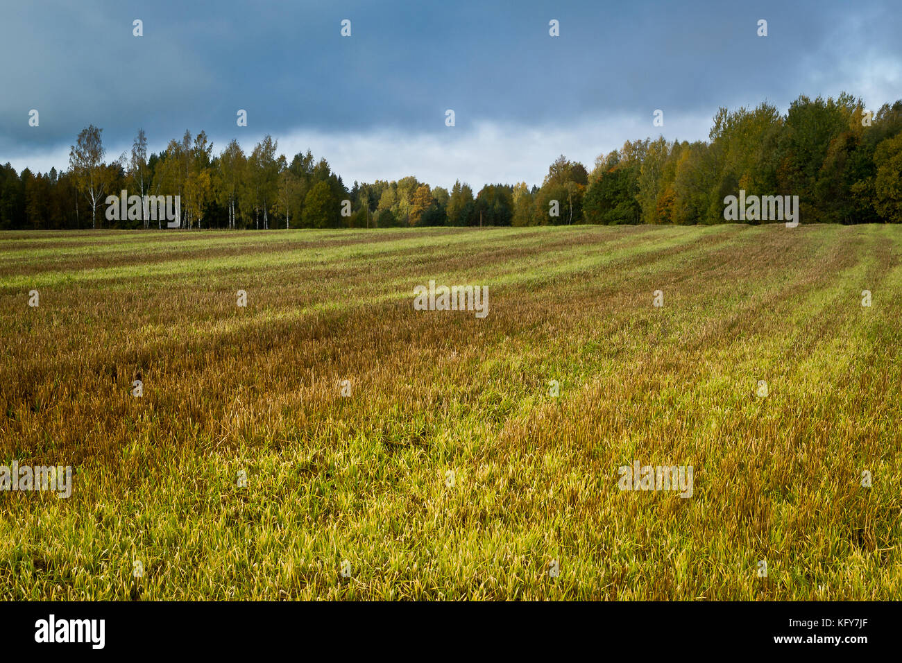 Autumn fall baltic hi-res stock photography and images - Alamy
