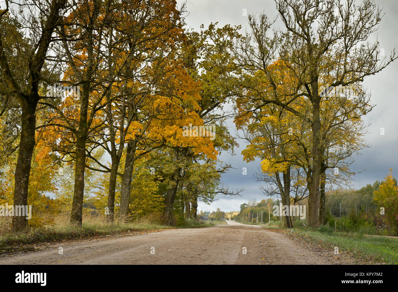 Big autumn trees, Latvia Stock Photo - Alamy