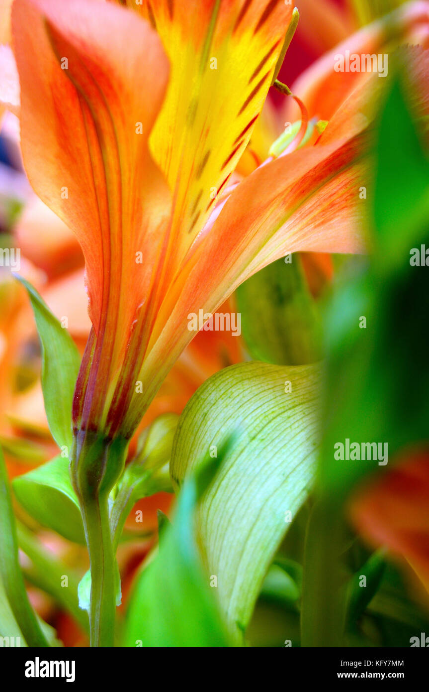 Macro of orange and yellow lily of the Incas (Alstroemeria) in a ...