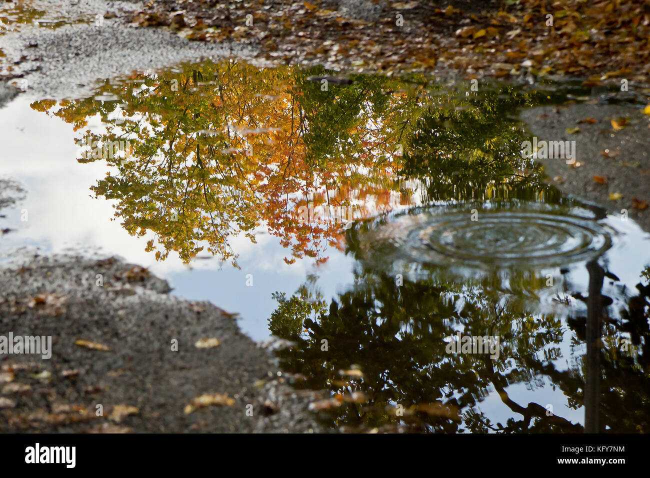 Reflection in the puddle Stock Photo - Alamy