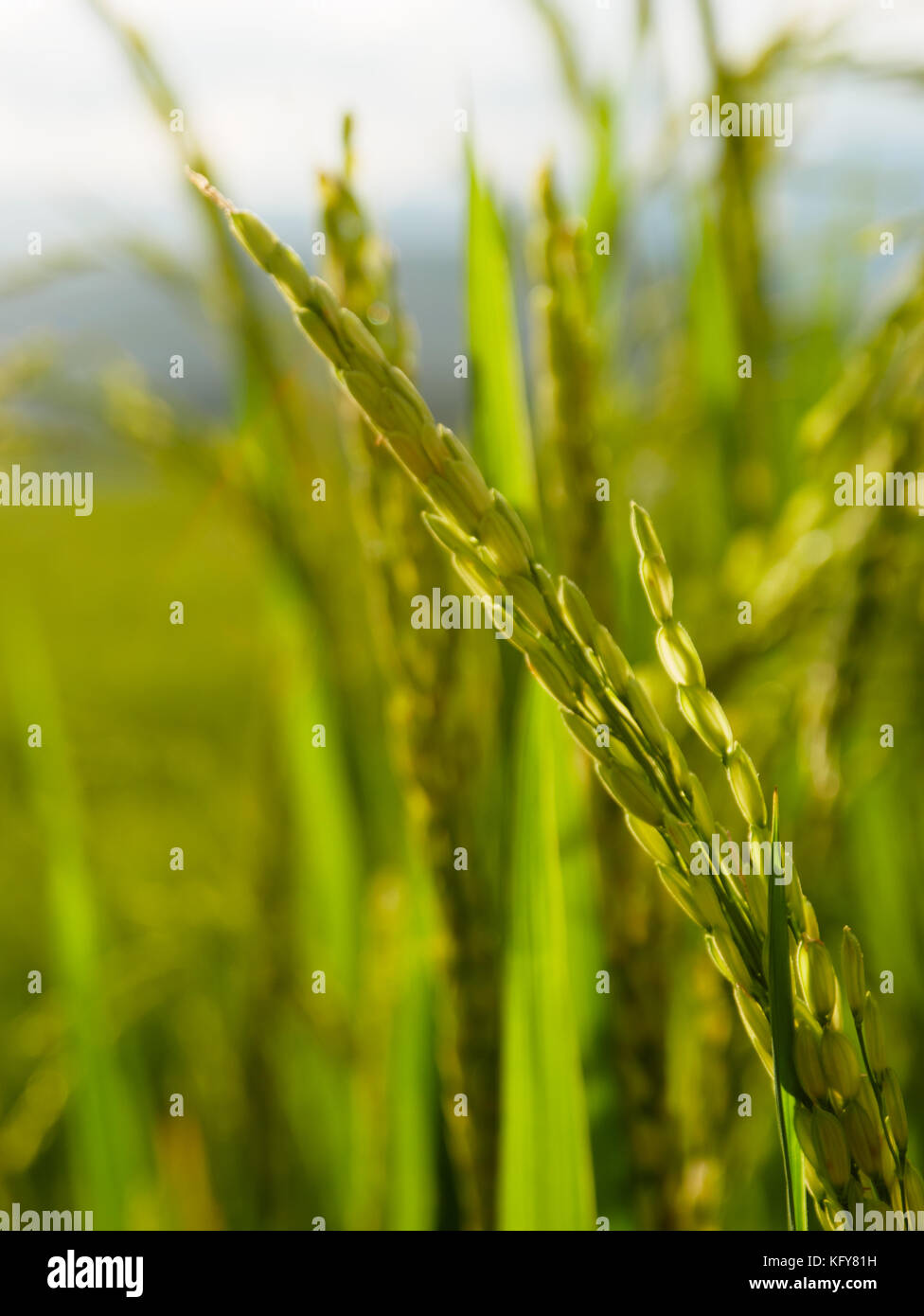 Rice seeds from From rice field in Thailand Stock Photo - Alamy