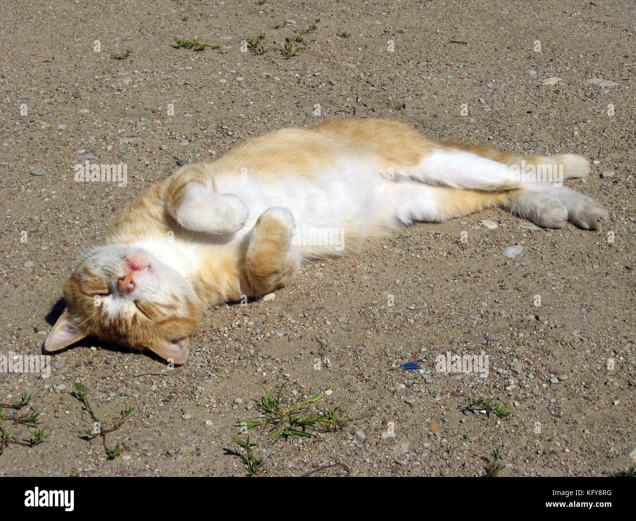 Red cat lying on back and taking sunbath Stock Photo - Alamy