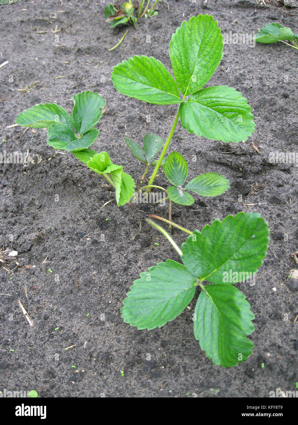 Young strawberry plants in garden soil close up Stock Photo - Alamy