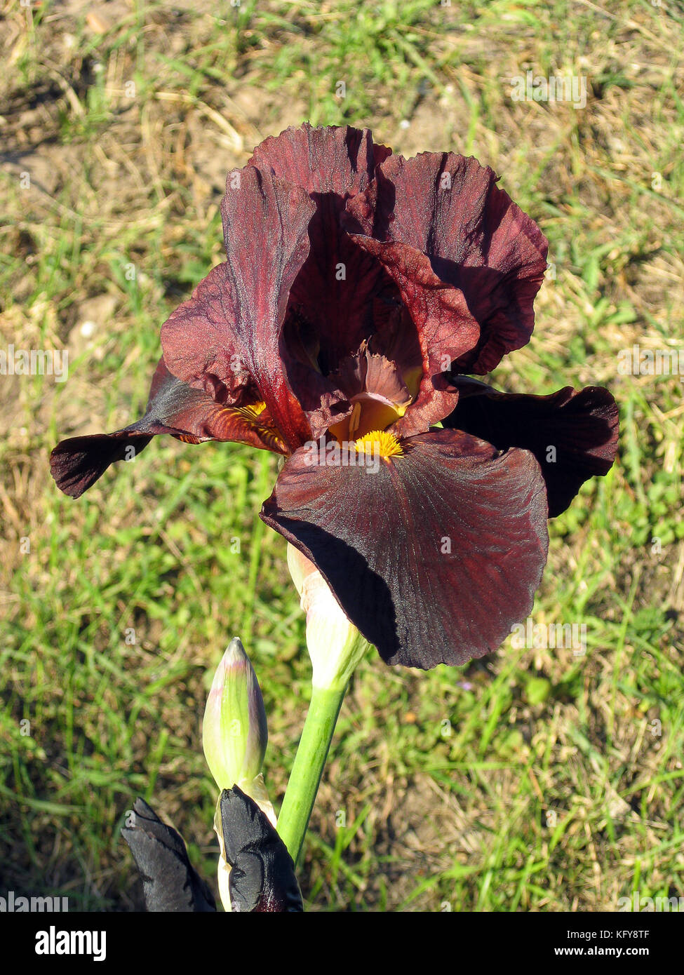 Dark brown color iris blossom close up Stock Photo - Alamy