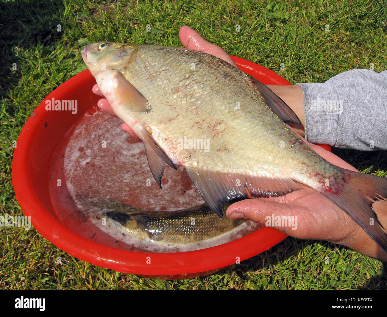 Big Bream High Resolution Stock Photography and Images - Alamy