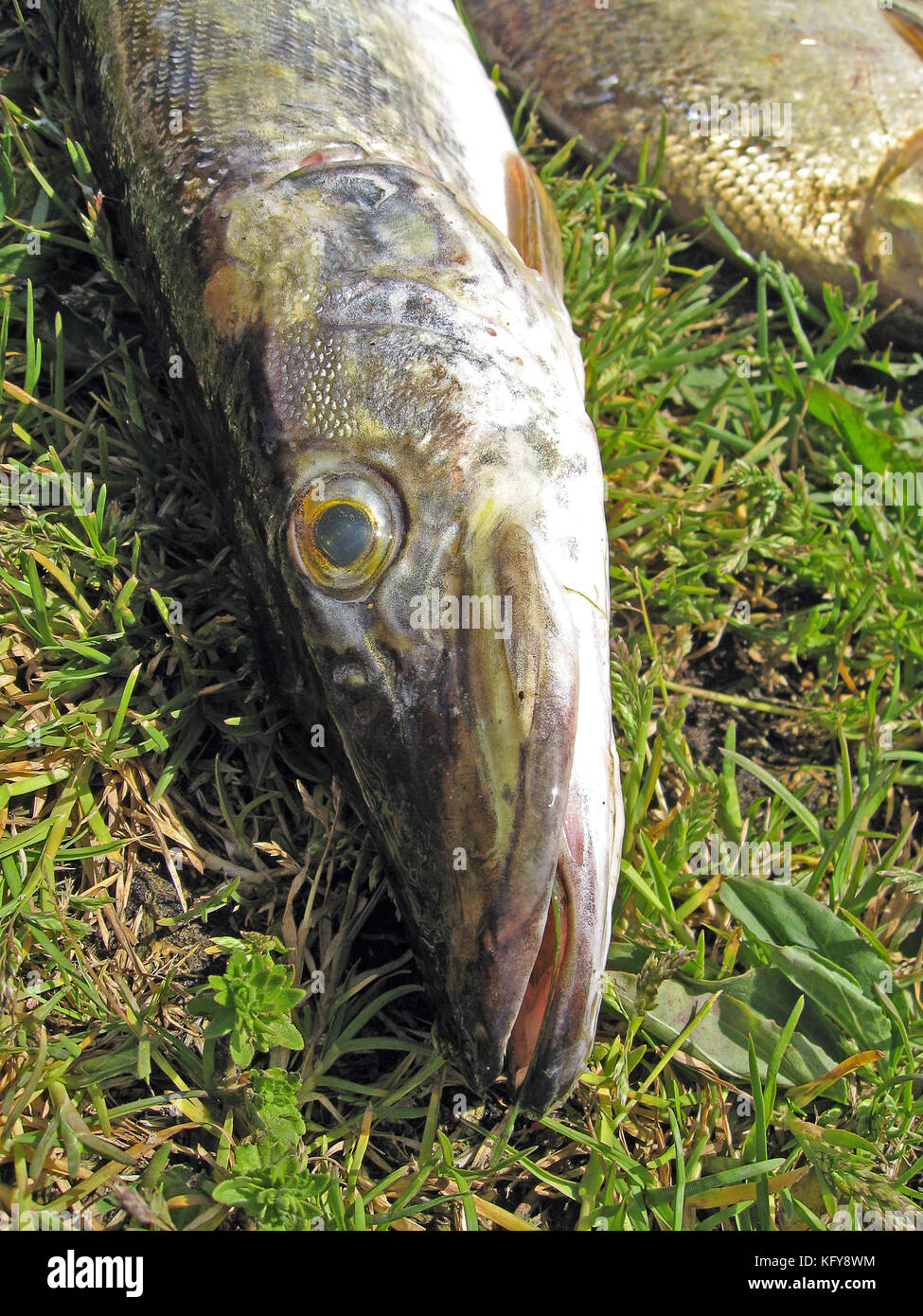Angler catch big pike head close up Stock Photo - Alamy
