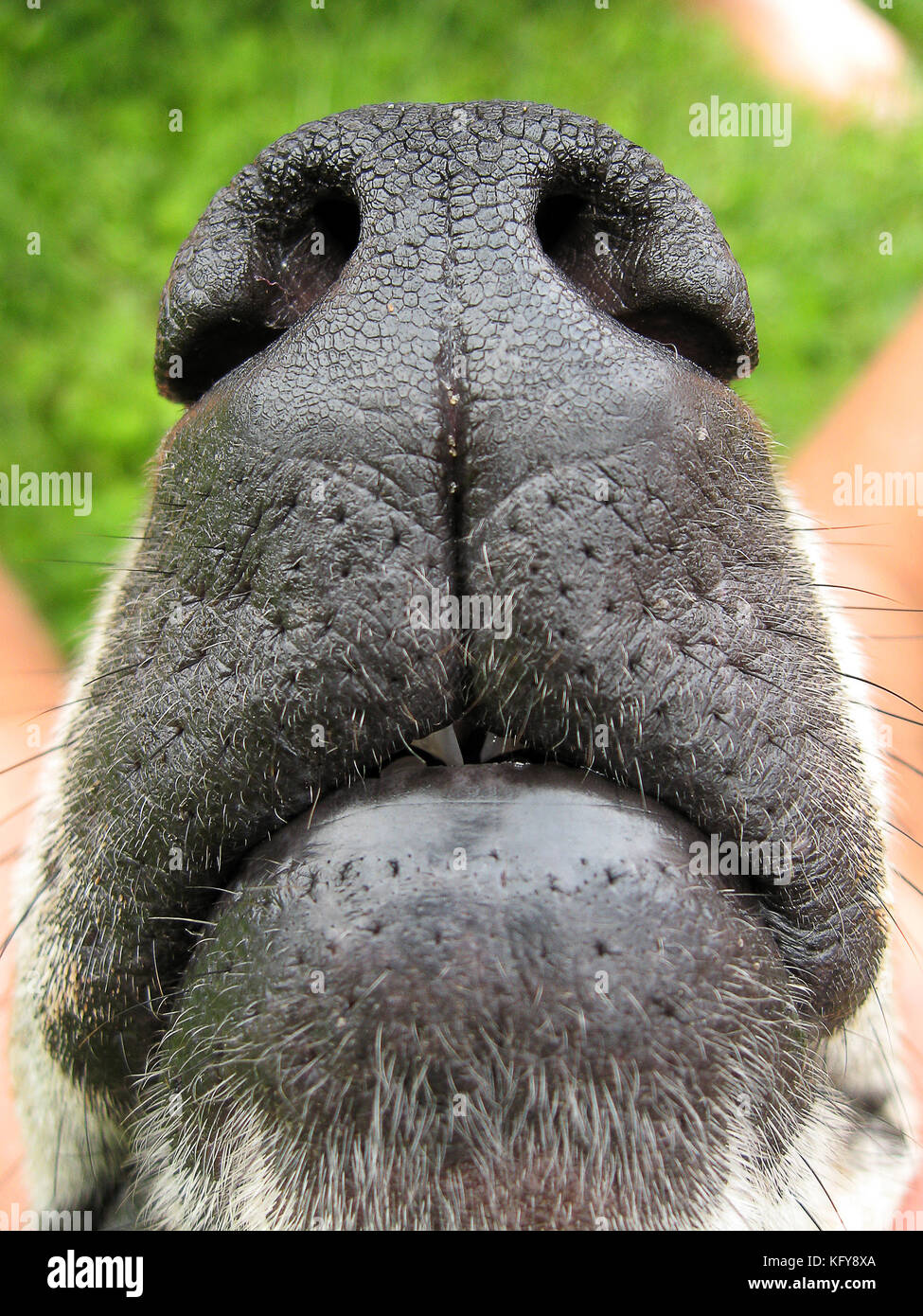 View to the dog`s nose and nostrils close up Stock Photo - Alamy