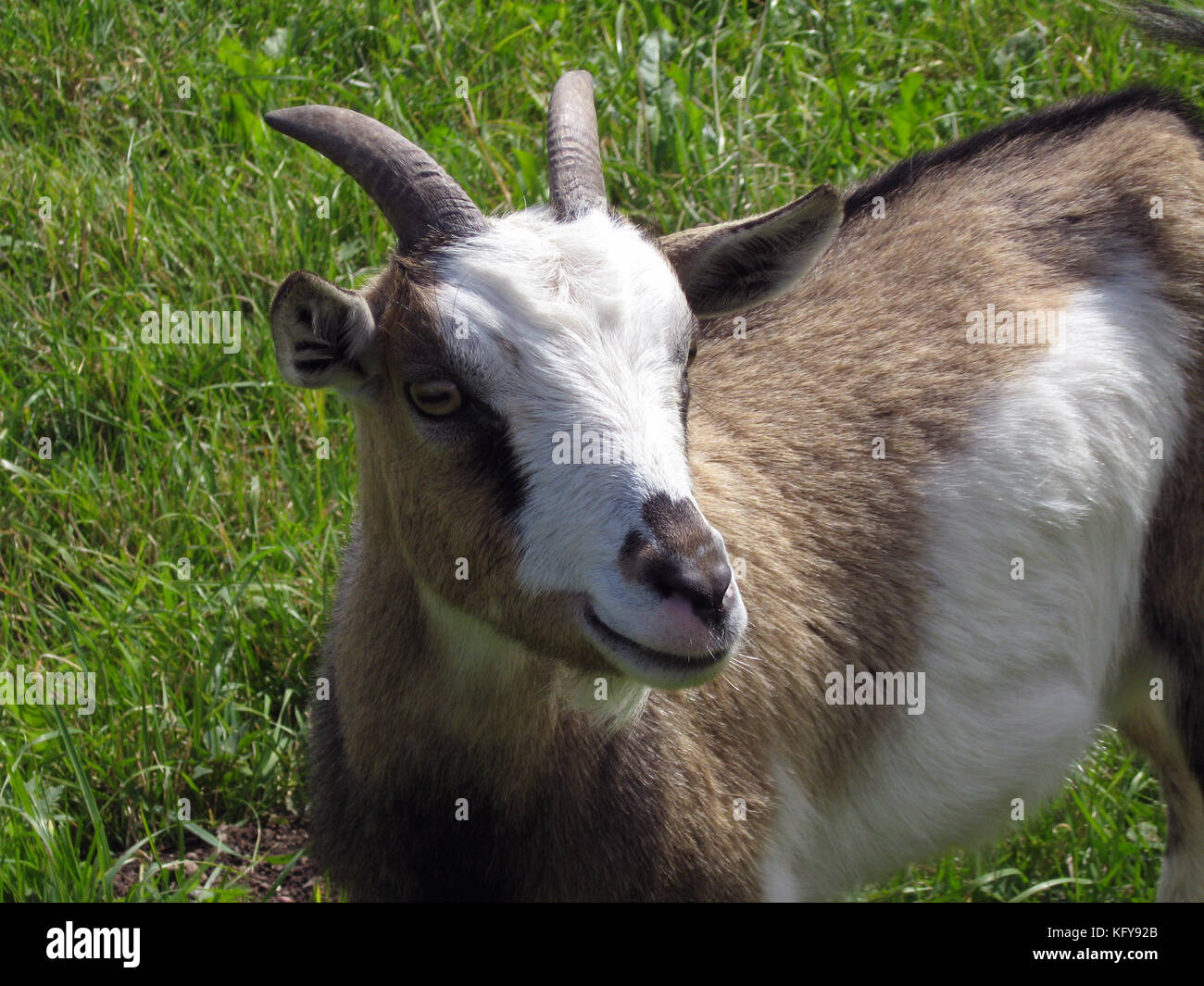 Young goat with horns, view close up Stock Photo - Alamy