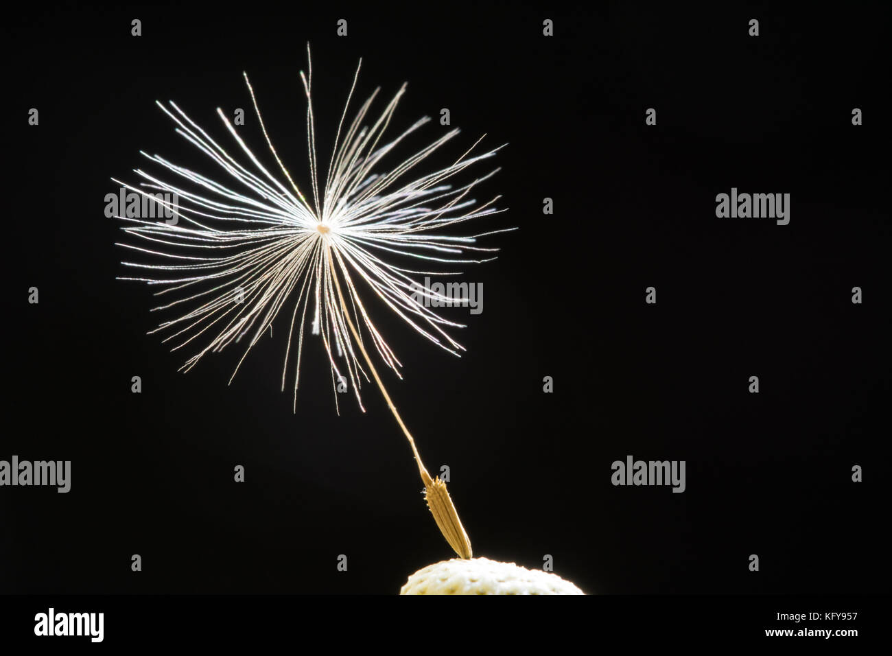 Macro shot of single dandelion seed attached to seed head centre Stock ...