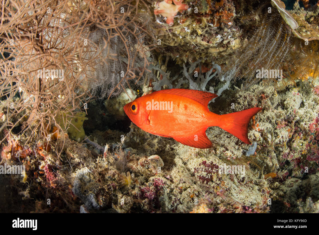 Eye Mouvement High Resolution Stock Photography and Images - Alamy