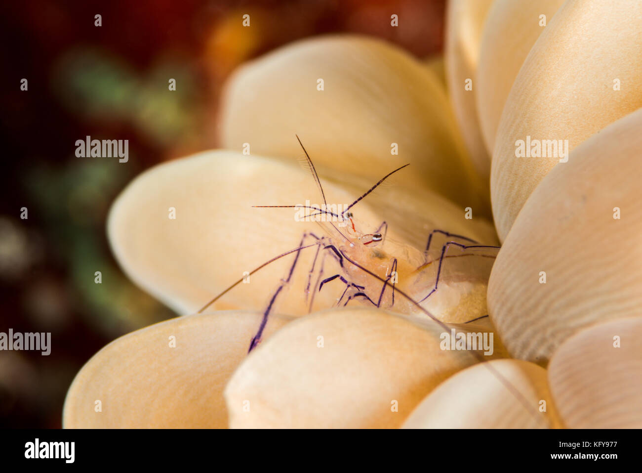 Shrimp skin hi-res stock photography and images - Alamy