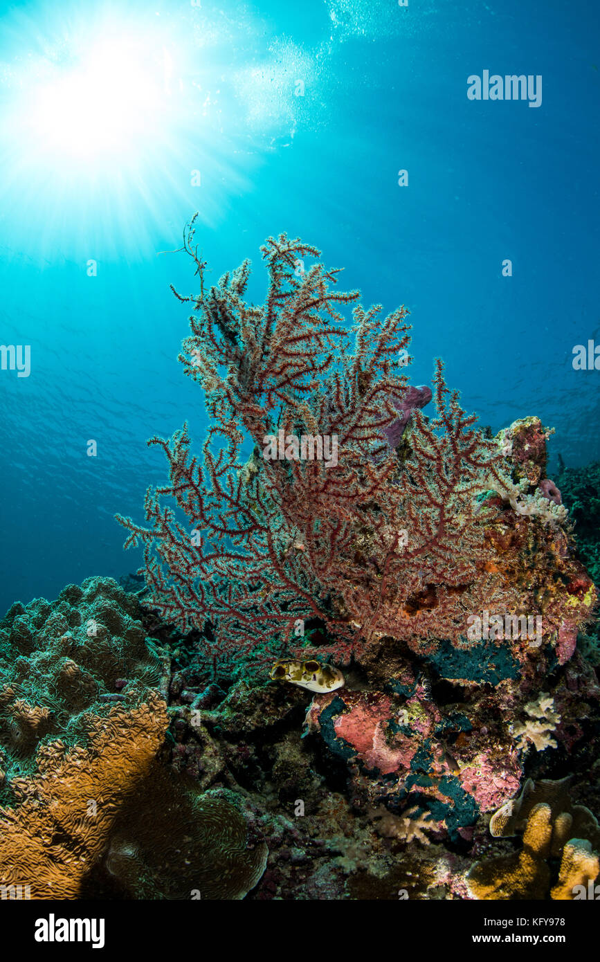 Gorgonia sea fan hi-res stock photography and images - Alamy