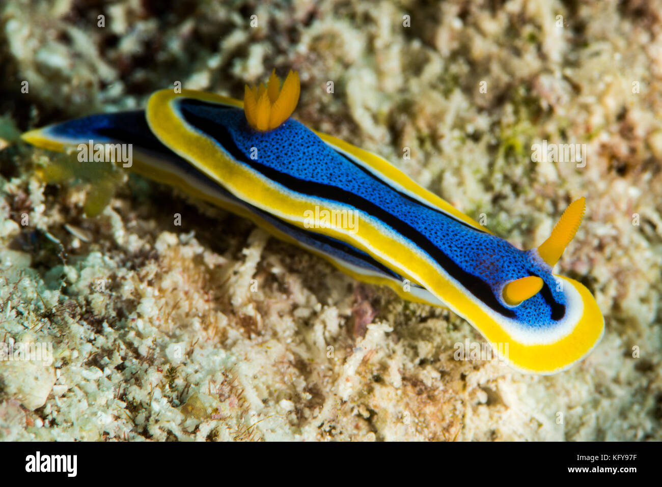 Small White Slug Stock Photos & Small White Slug Stock Images - Alamy