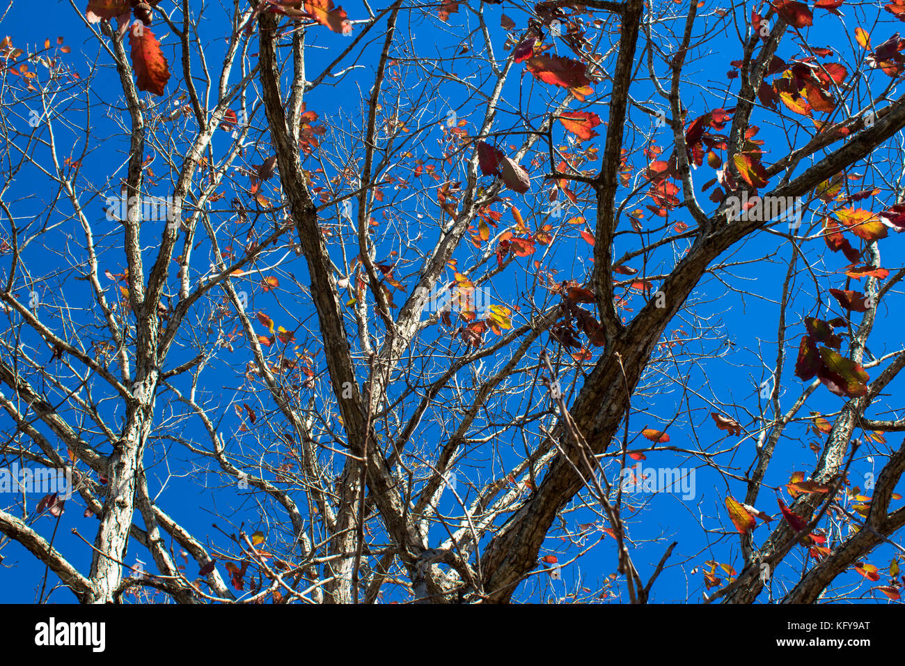 Leaves falling from tree hi-res stock photography and images - Alamy