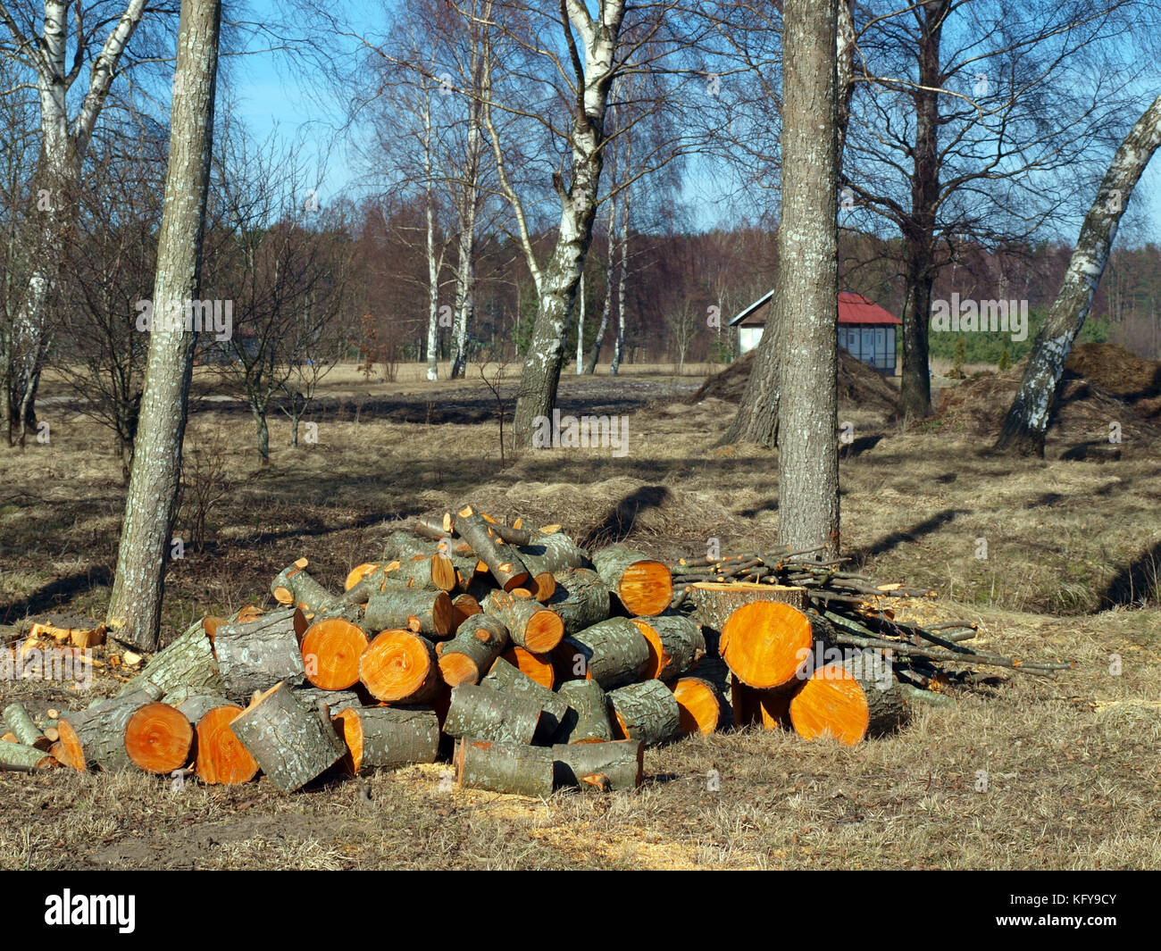 Spring landscape with birch trees and wood log pile Stock Photo - Alamy