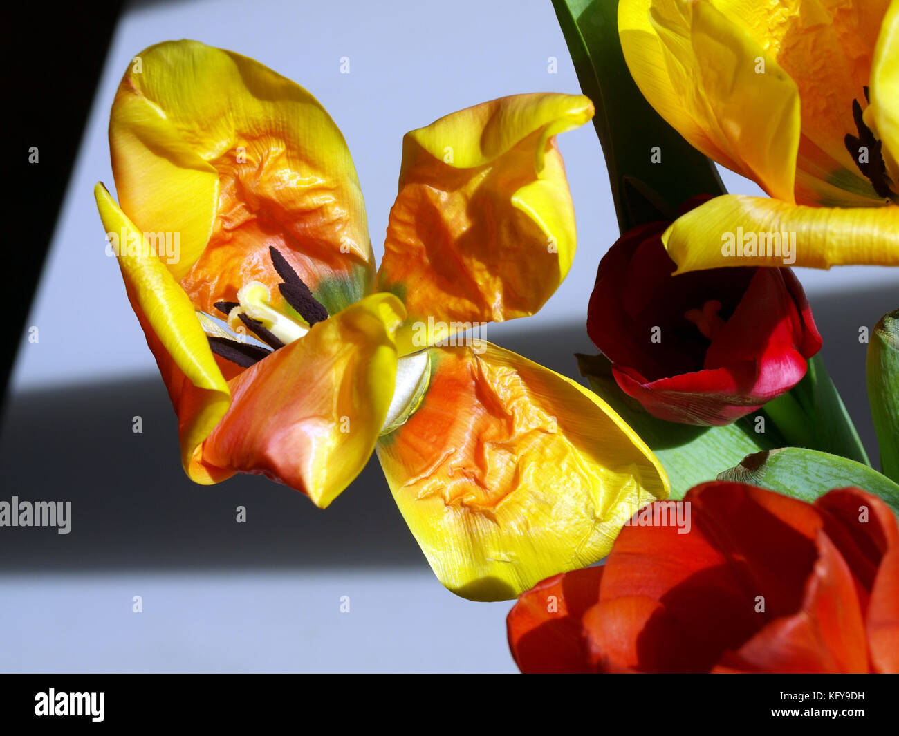 Tulip with petals chaotically deformed close up Stock Photo - Alamy