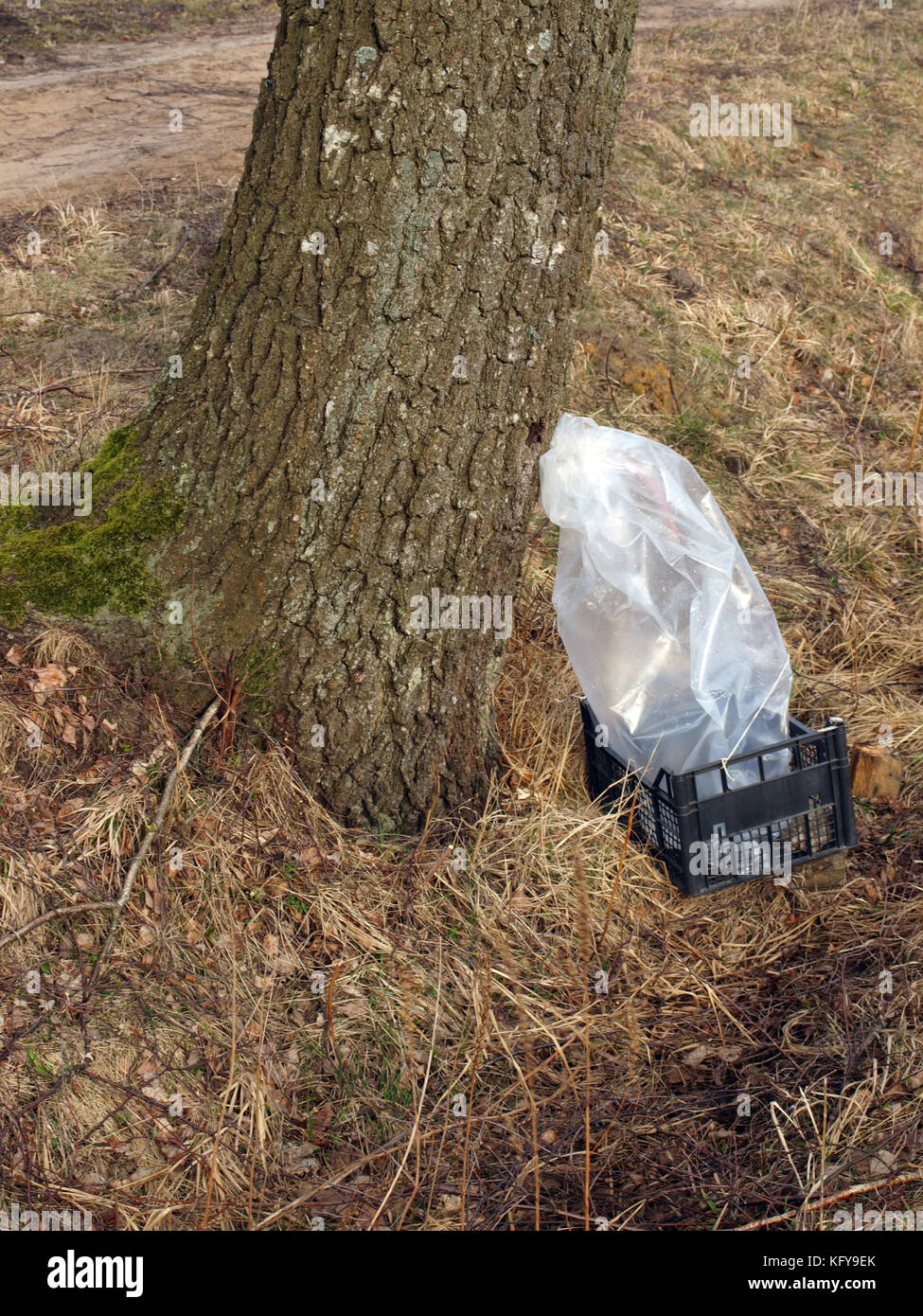 Sap from tree hi-res stock photography and images - Alamy