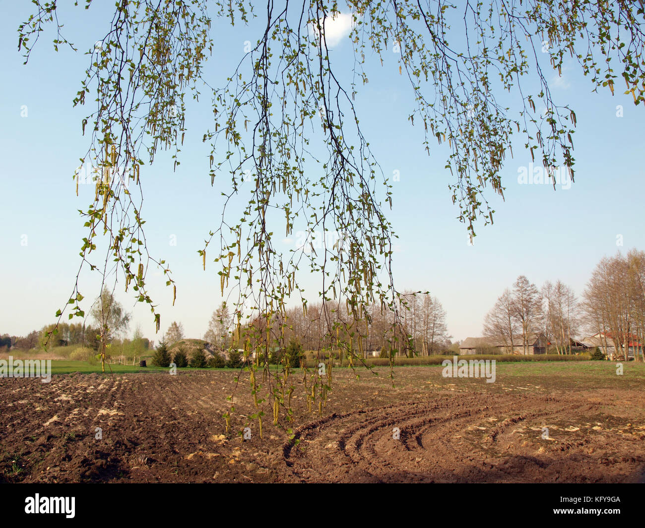 Birch tree branches with panicles and young leaves Stock Photo - Alamy