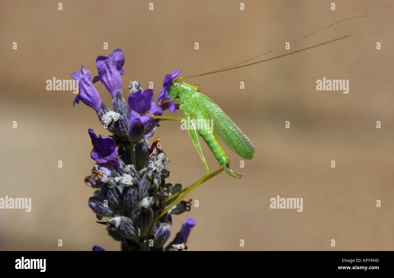 Male Oak Bush-cricket Stock Photo - Alamy