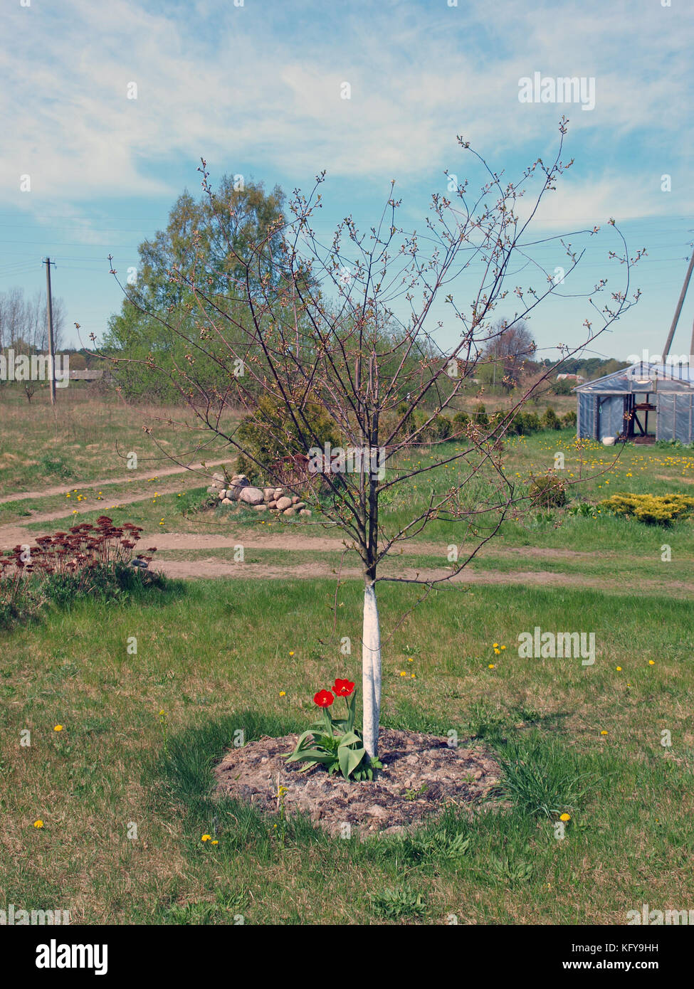 Young cherry tree in country farm yard Stock Photo - Alamy