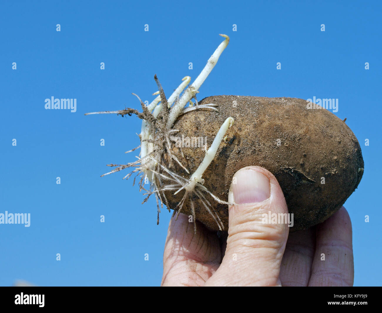 Potato with sprouts ready for planting close up Stock Photo - Alamy