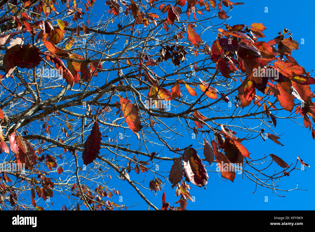 Leaves falling from tree in autumn Stock Photo - Alamy